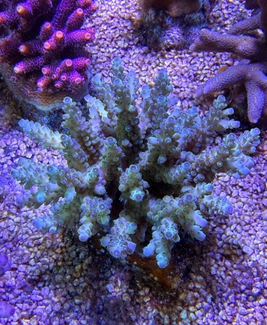 Acropora loripes Skyfall 5805 | korallen-zucht.de