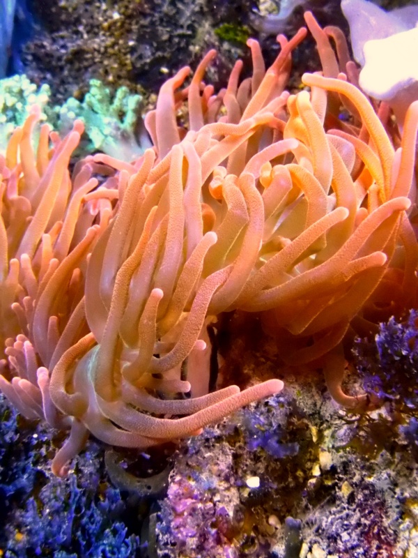 Anemonen kaufen im Online Shop korallen-zucht.de