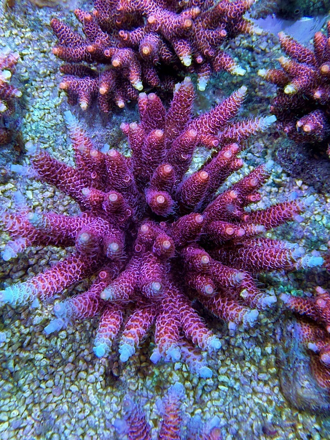 Acropora millepora 4760 | korallen-zucht.de