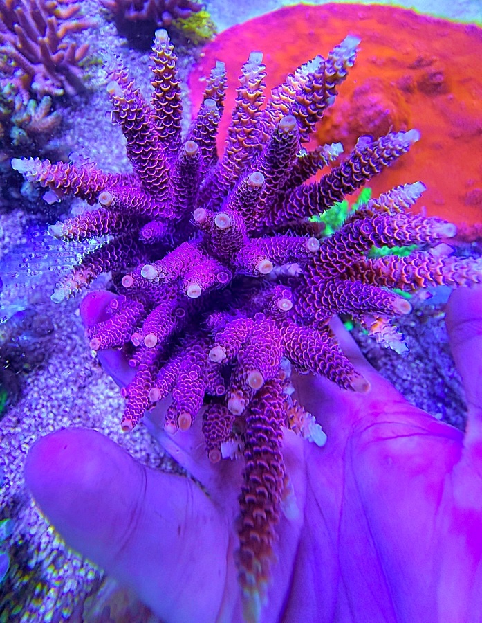 Acropora millepora 8277 | Online kaufen - Korallenzucht Online Shop