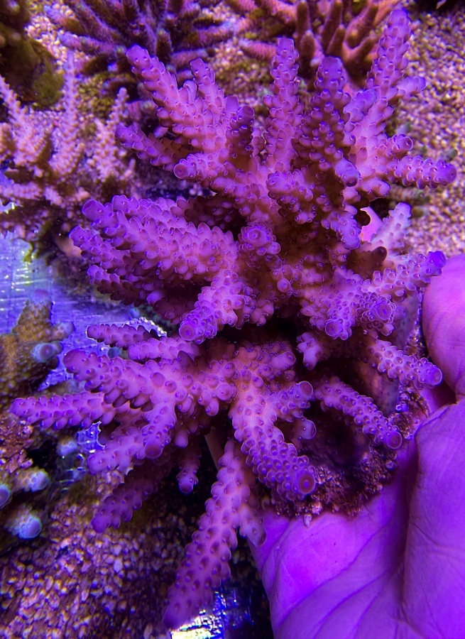 Acropora loripes L 8311 | Online kaufen - Korallenzucht Online Shop