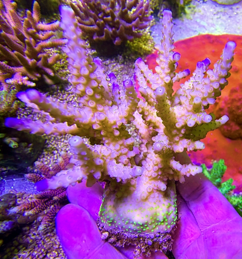 Acropora secale 8303 | Online kaufen - Korallenzucht Online Shop