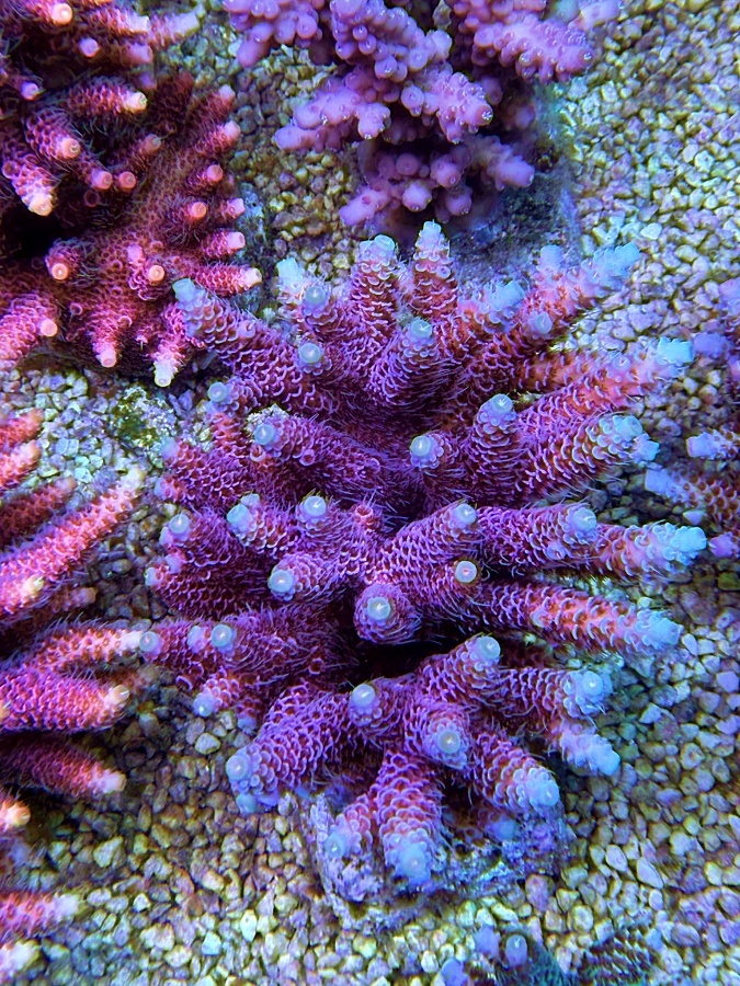 Acropora millepora 4757 | korallen-zucht.de